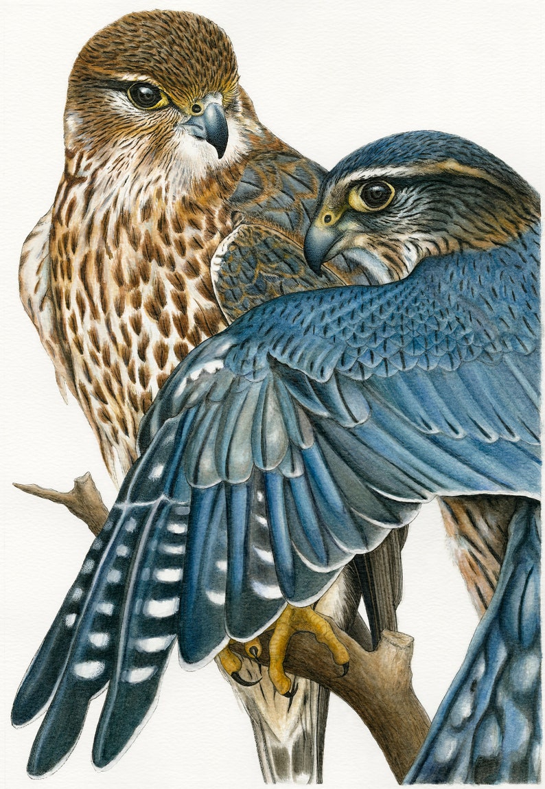 CARD Merlin Falcons Cornish Artist Red 67 Wildlife Art - Etsy