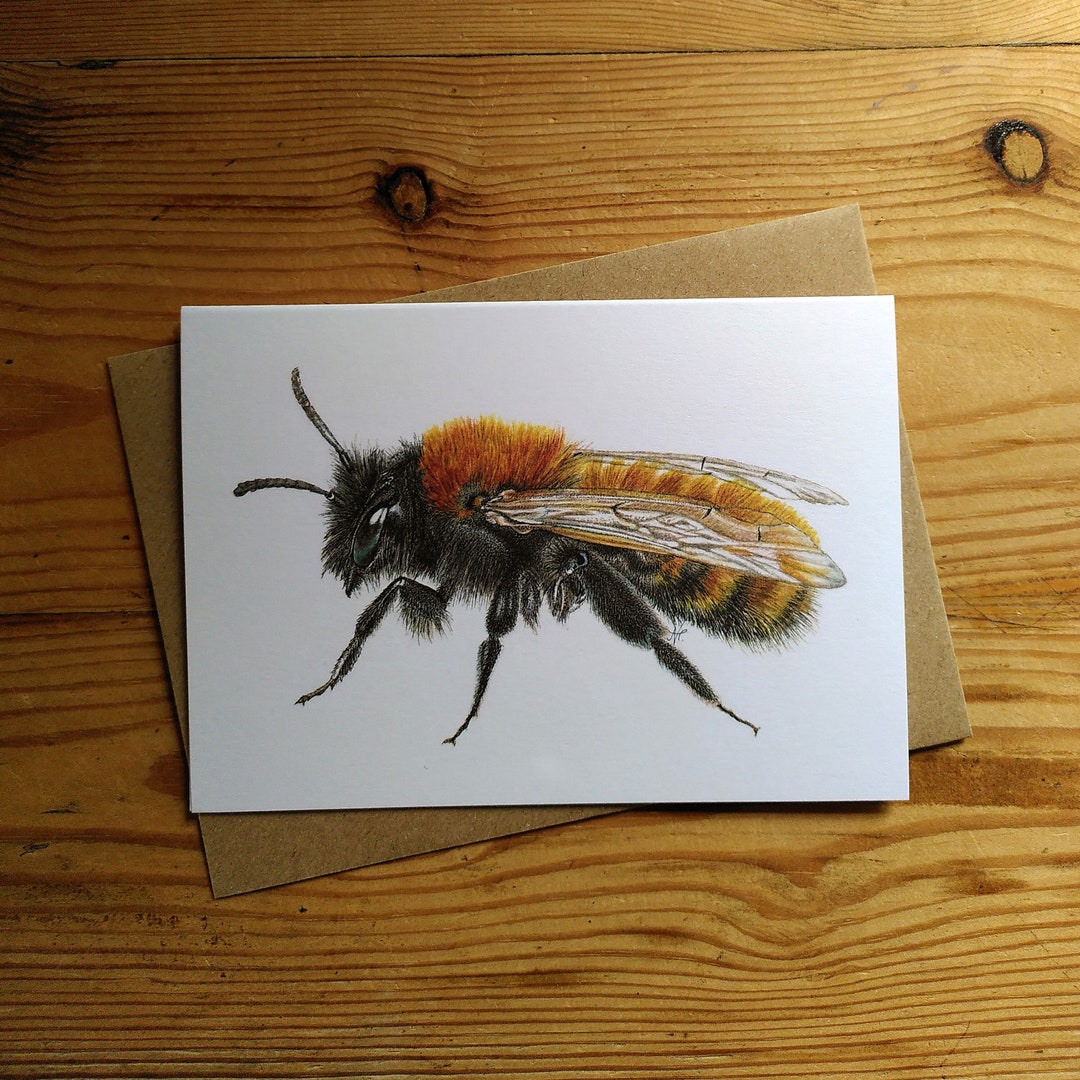 CARD • Tawny Mining Bee • Native Bee Art • Wildlife • Nature ...