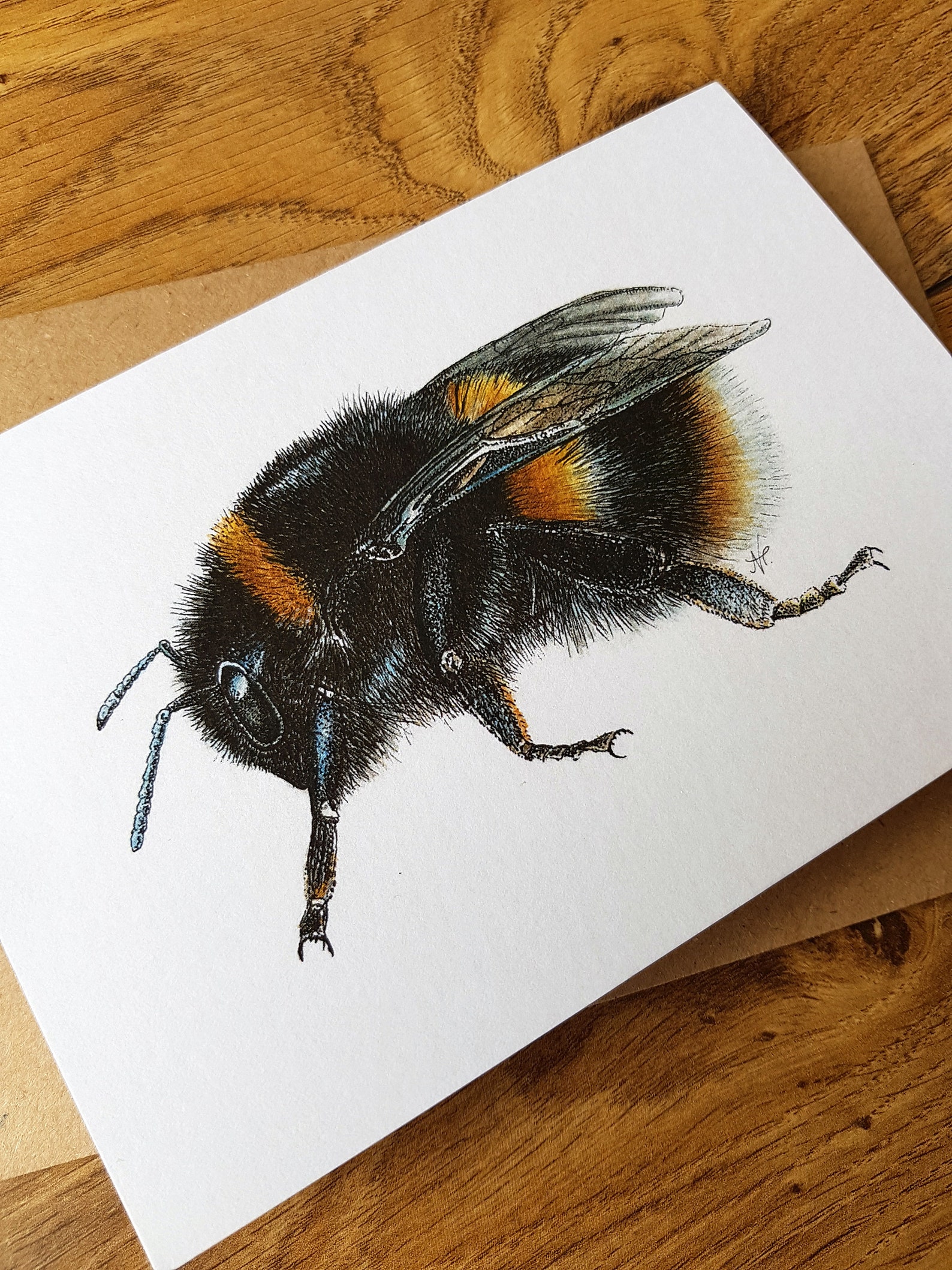 CARD Buff-tailed Bumblebee Native Bee Art Wildlife - Etsy