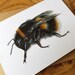CARD • Buff-tailed Bumblebee • Native Bee Art • Wildlife • Nature ...