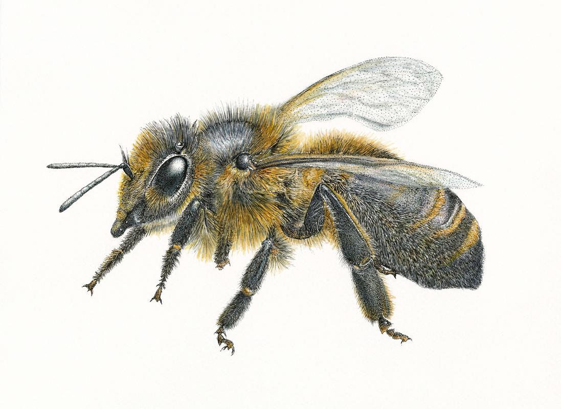 PRINT • Cornish Black Bee • B4 Project • Native Bee Art • Wildlife ...