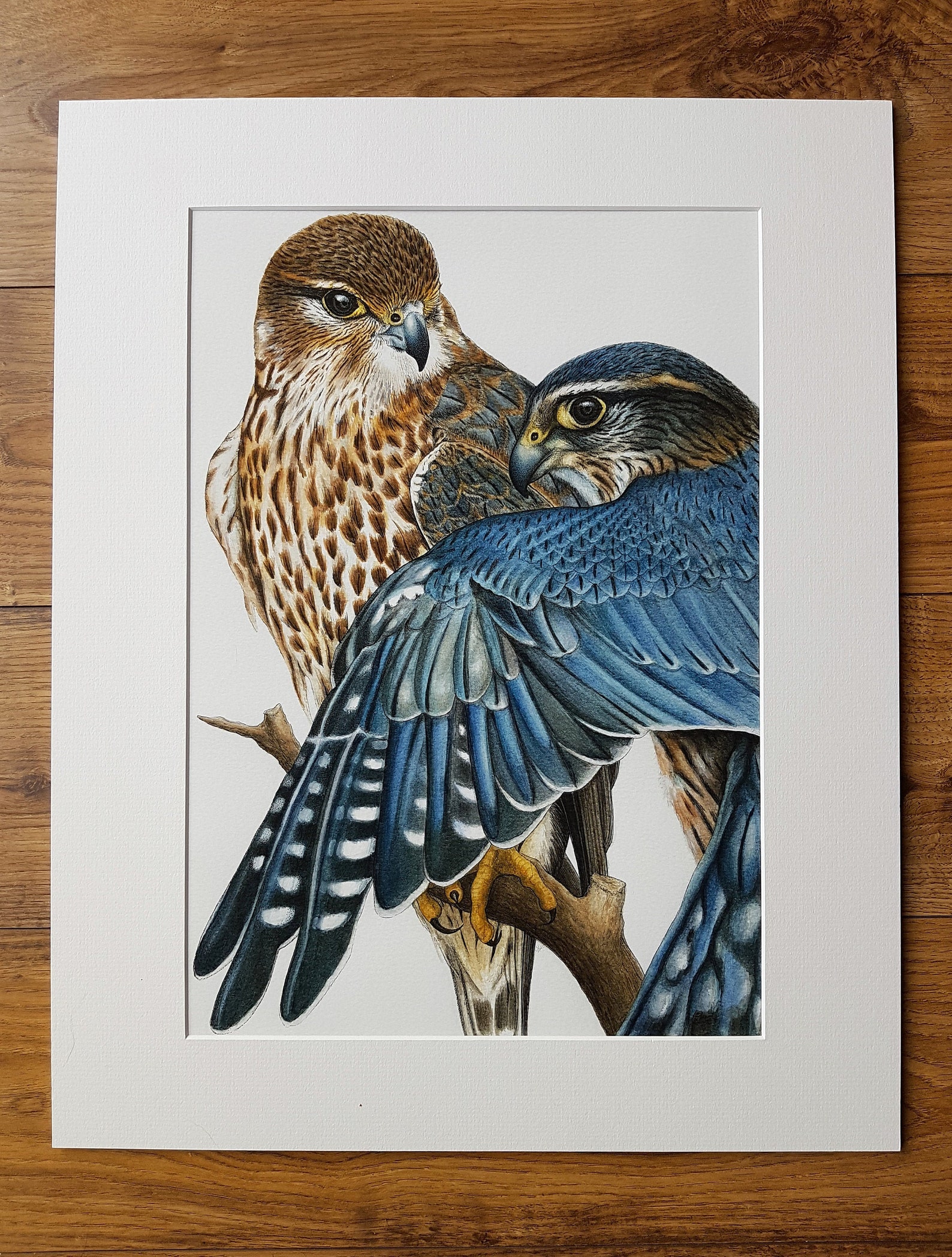PRINT Merlin Falcons Hand Signed Giclée Print Cornish Artist Red 67 ...