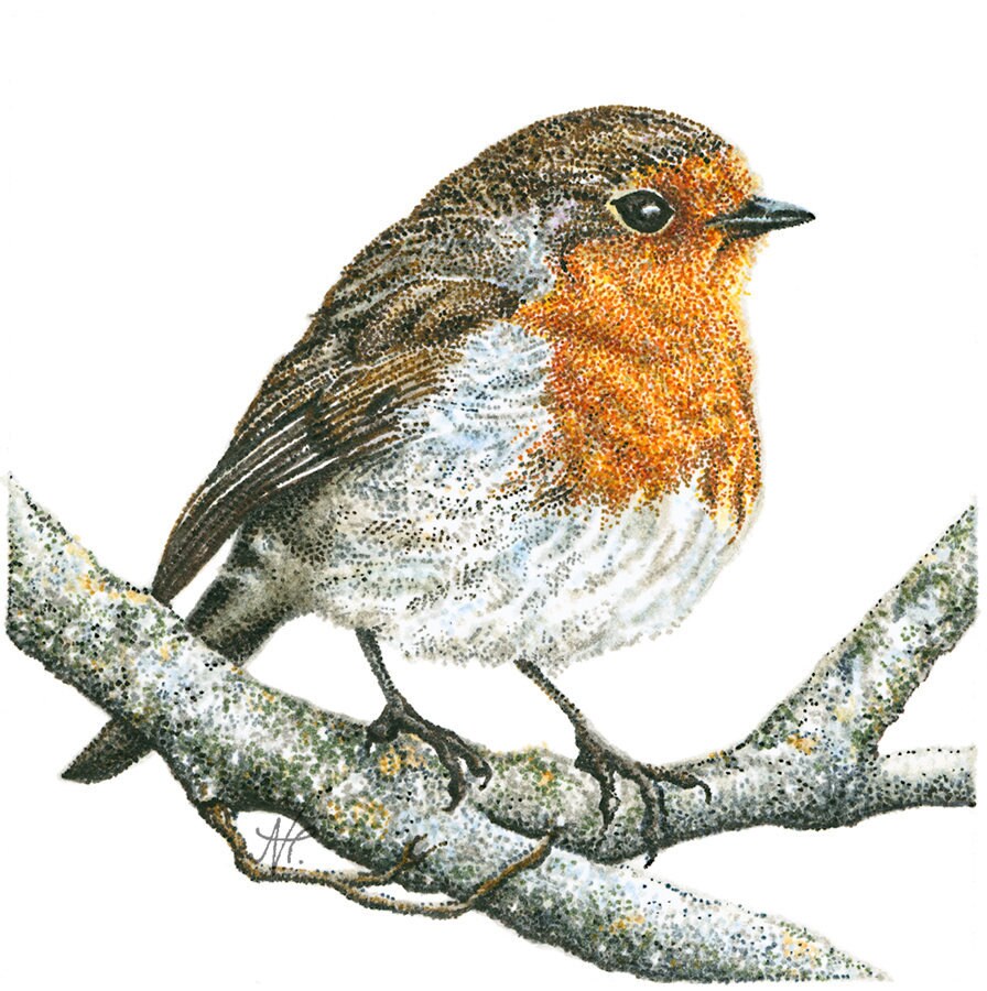 PRINT Robin Hand Signed Giclée Print Cornish Artist - Etsy UK