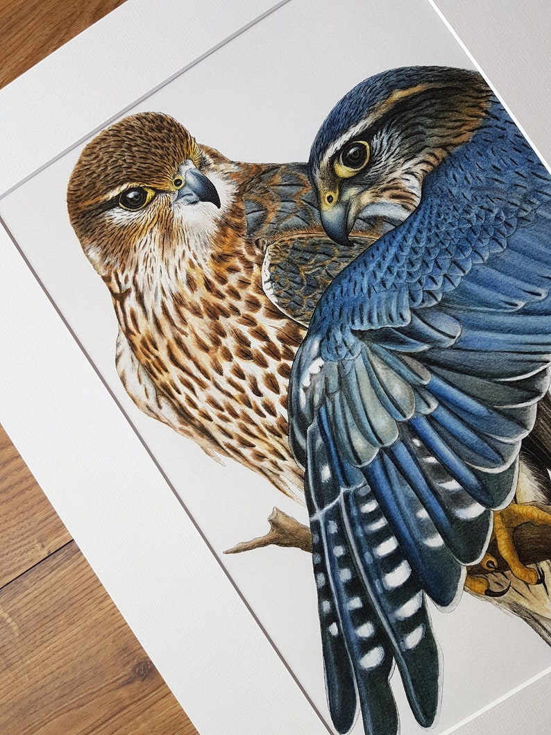 PRINT Merlin Falcons Hand Signed Giclée Print Cornish - Etsy