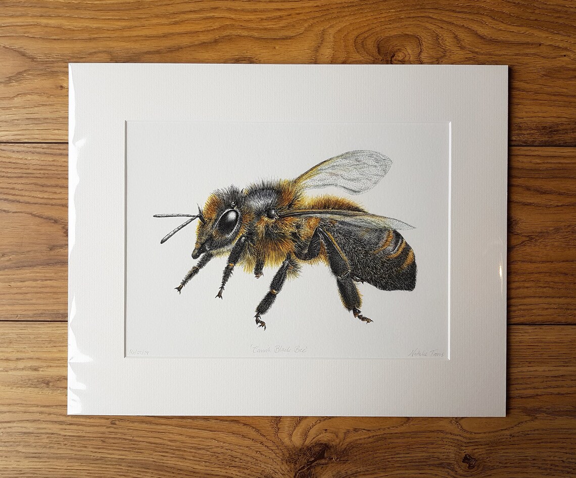 PRINT • Cornish Black Bee • B4 Project • Native Bee Art • Wildlife ...