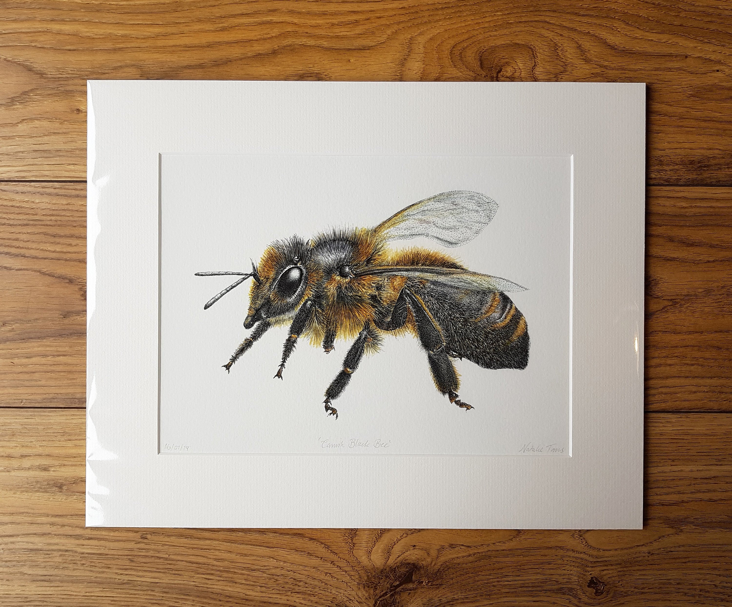 PRINT Cornish Black Bee B4 Project Native Bee Art - Etsy