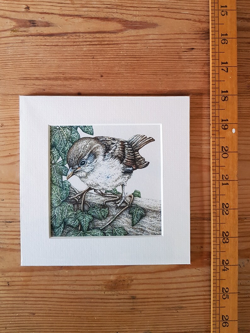 PRINT Sparrow and Ivy Hand Signed Giclée Print Cornish - Etsy