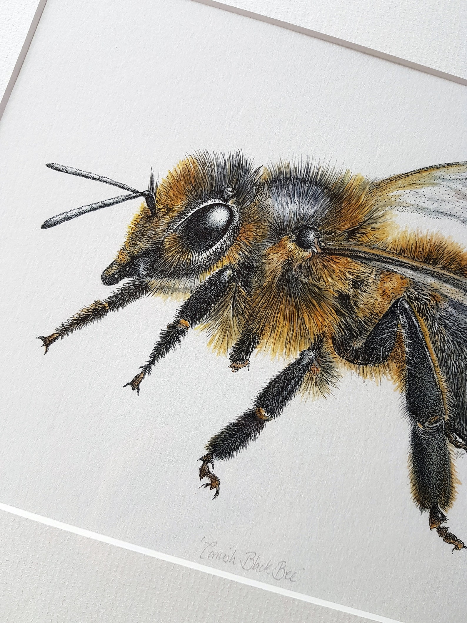 PRINT Cornish Black Bee B4 Project Native Bee Art - Etsy