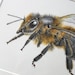 PRINT Cornish Black Bee B4 Project Native Bee Art - Etsy
