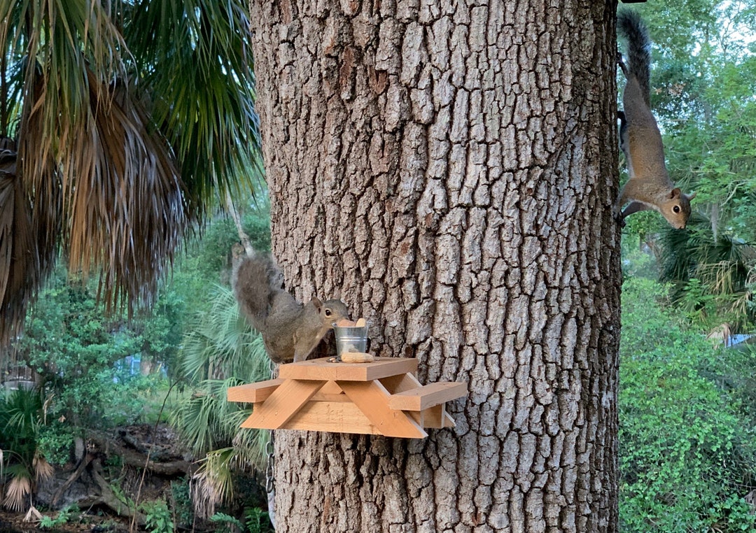 Squirrel Furniture - Squirrel Picnic Table With Feeder Pail - Etsy