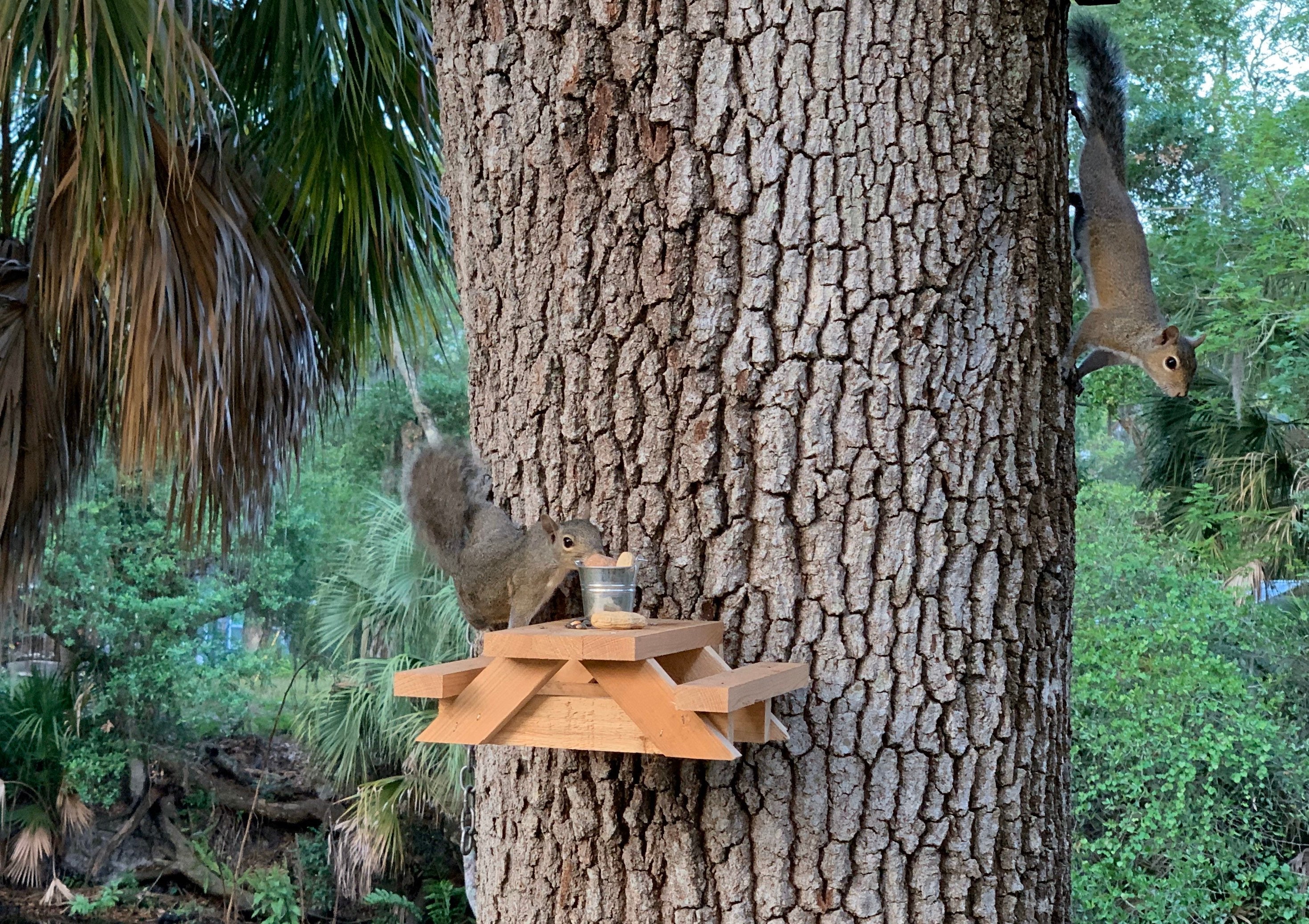 Squirrel Table | Etsy