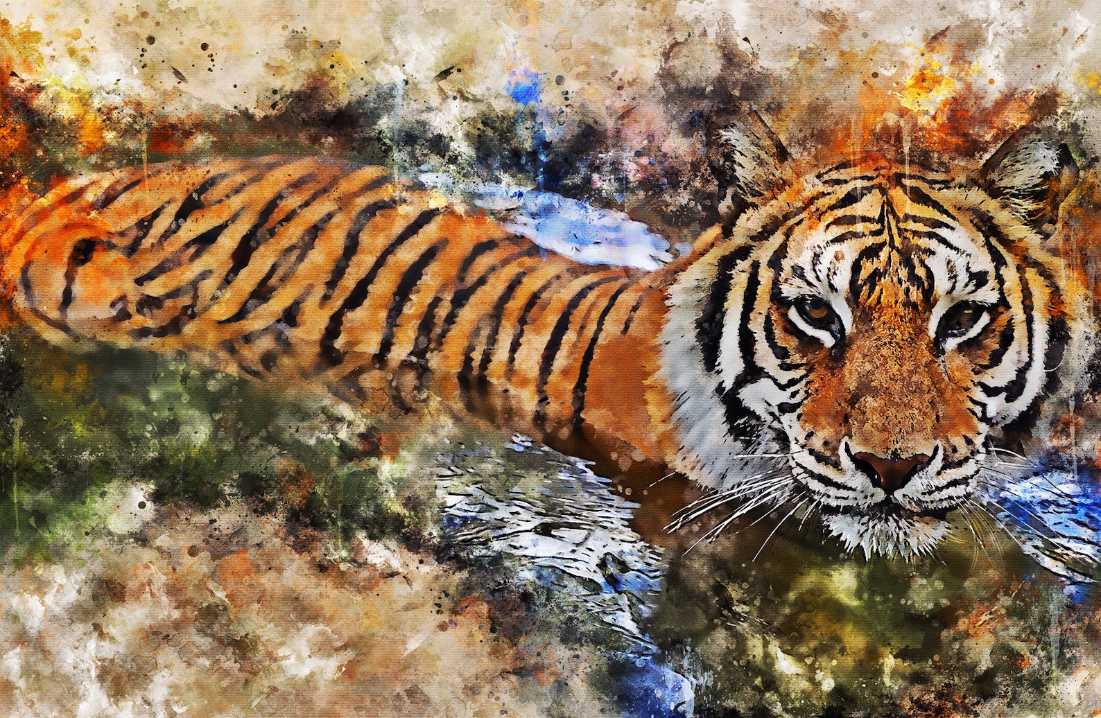 Tiger Painting - Tiger Watercolor Art - Priya Water Dancer Matted Print ...