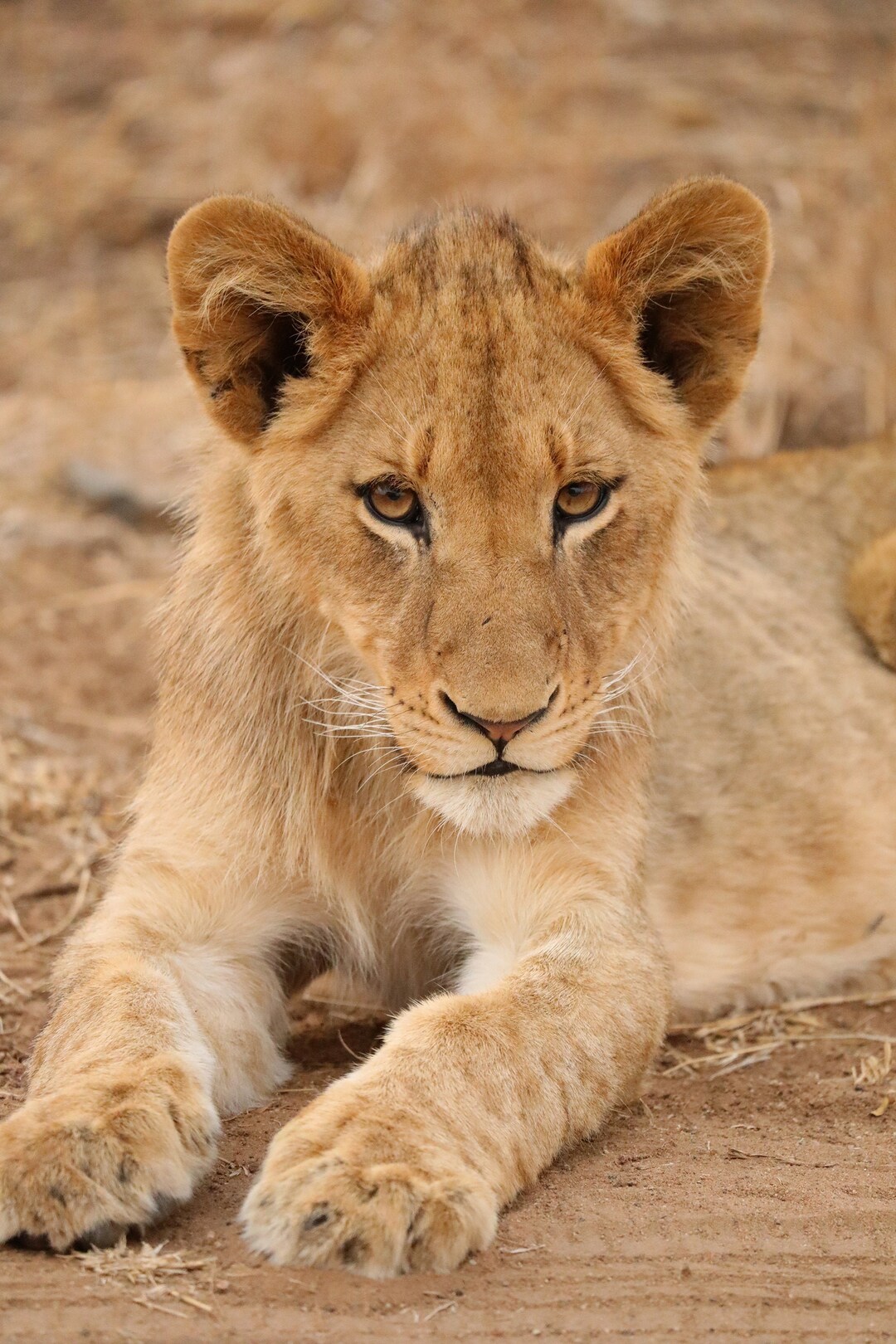 Lion Cub Bashful Matted Photo - Etsy