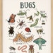 Bugs Identification Poster - Etsy