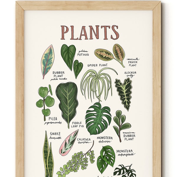 Plant Leaf Identification Poster - Etsy