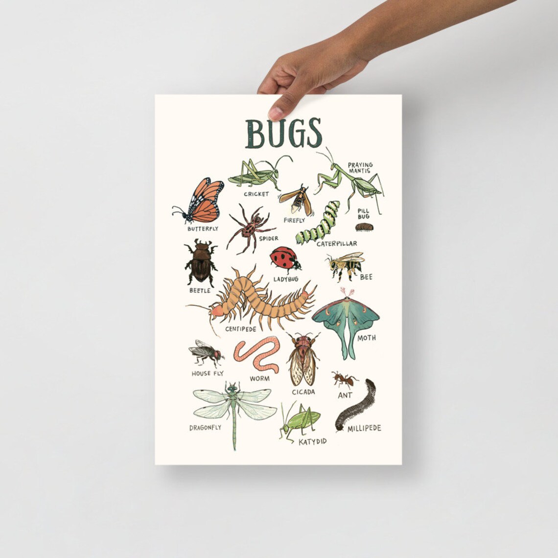 Bugs Identification Poster - Etsy