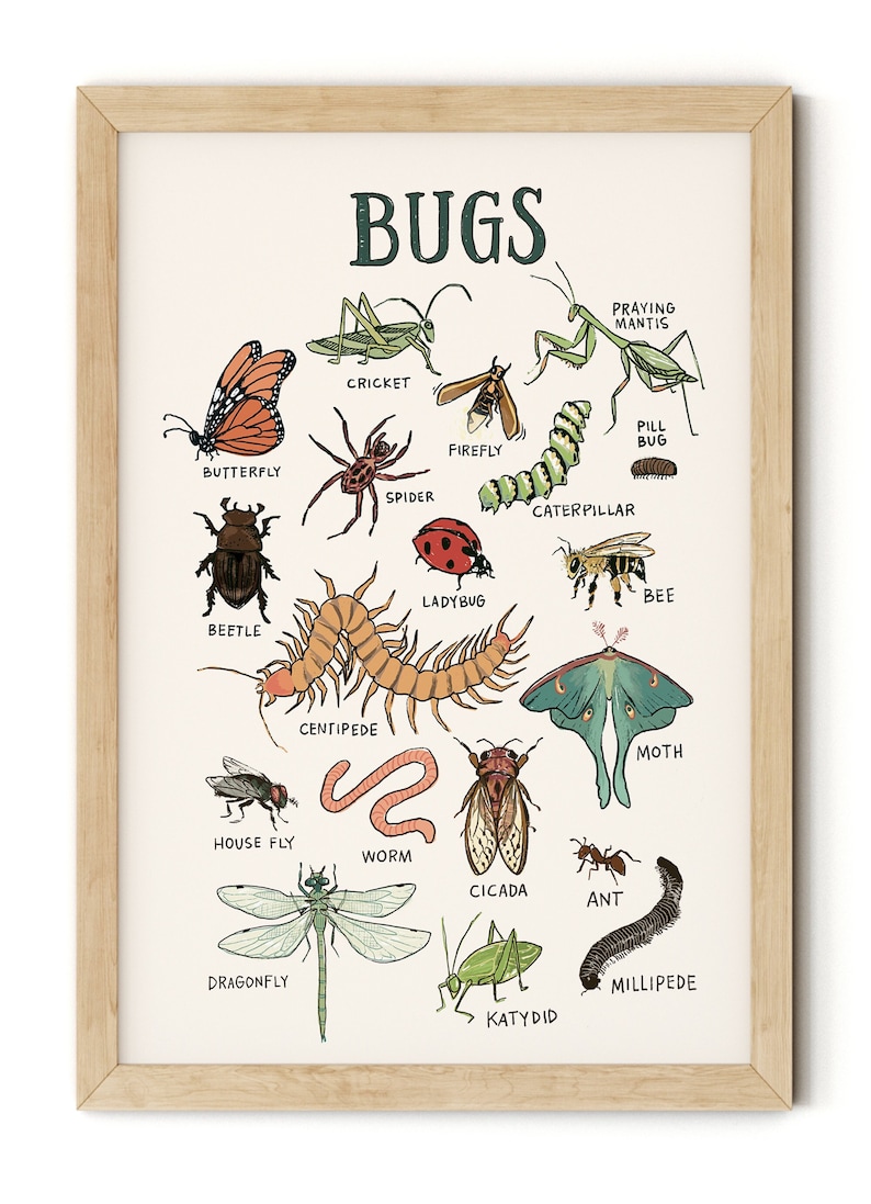 Bugs Identification Poster - Etsy UK