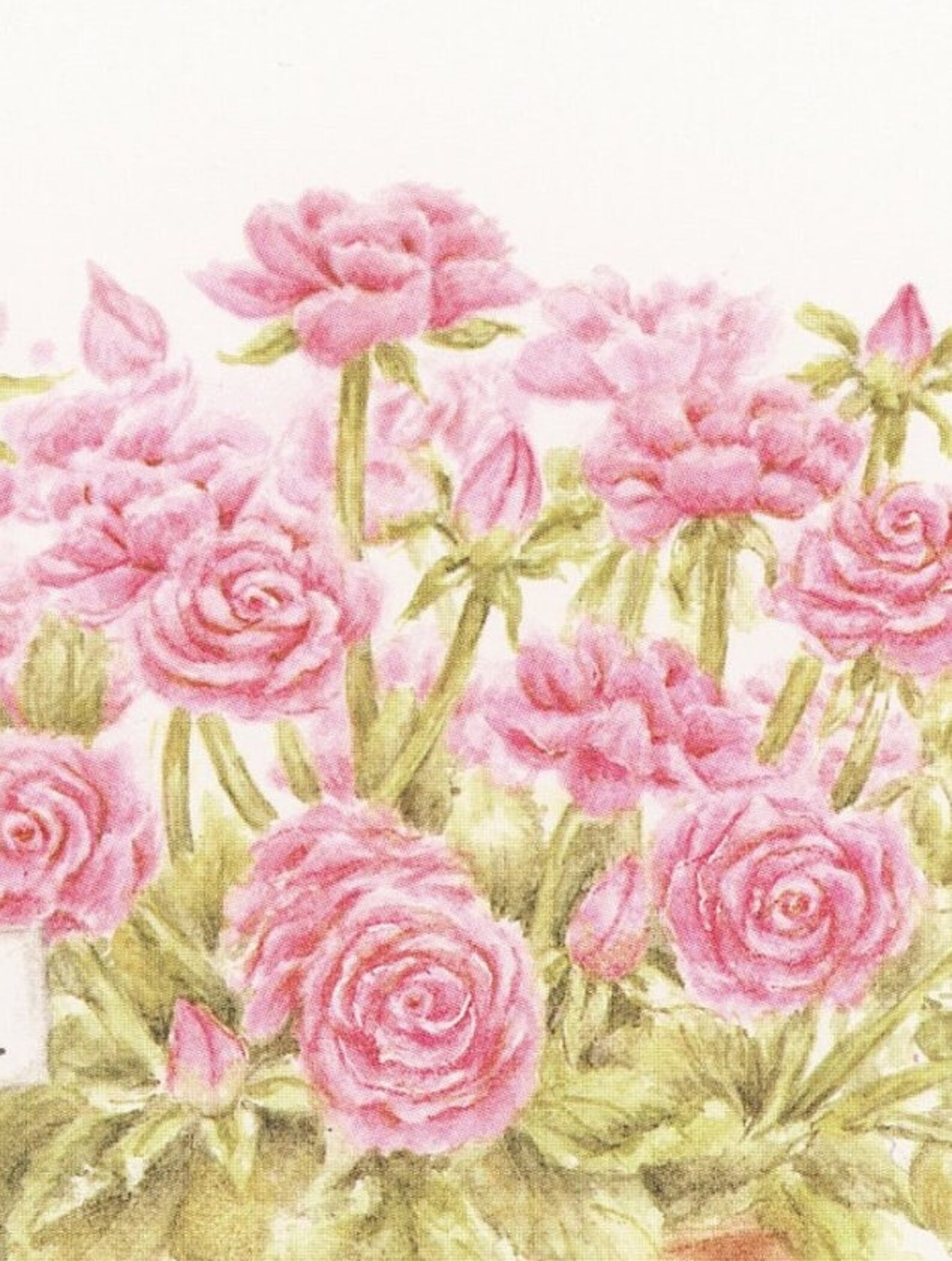 Pink Rose Art Print Aroma Care Bath Art Poster 6 X 6 Open Edition ...