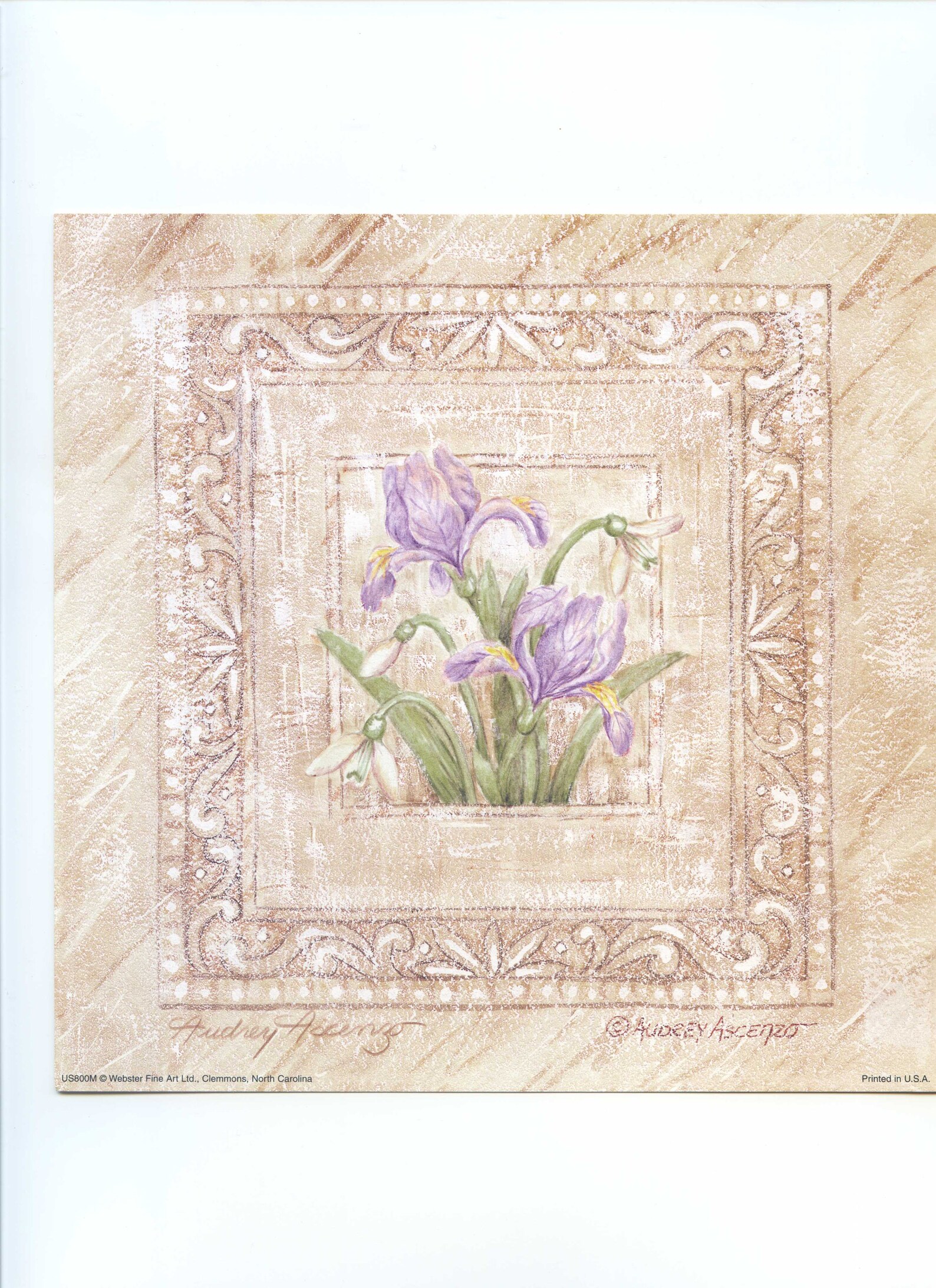 Elegant Purple Iris Art Print Vintage Style With White Snowdrops Open ...