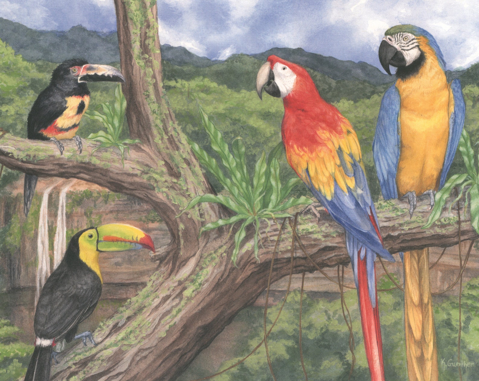 Tropical Birds ART PRINT 8x10 Rainforest Wildlife - Etsy