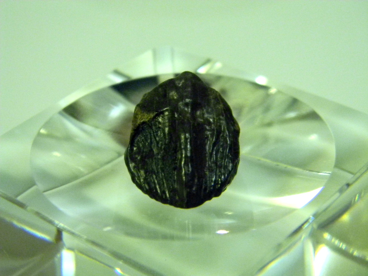 Amazing Authentic Dinosaur Fossil Tooth. Triceratops Horridus Tooth W ...