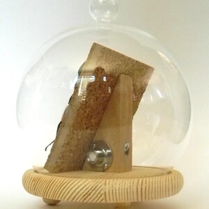 Amazing Natural Giant Beetle Display! Rhinoceros Beetle & Stag Beetle ...