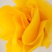 Yellow Tissue Paper Bright Yellow Tissue Paper 24 Sheets - Etsy