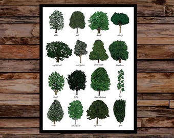 Tree Identification Chart Midwest | Etsy