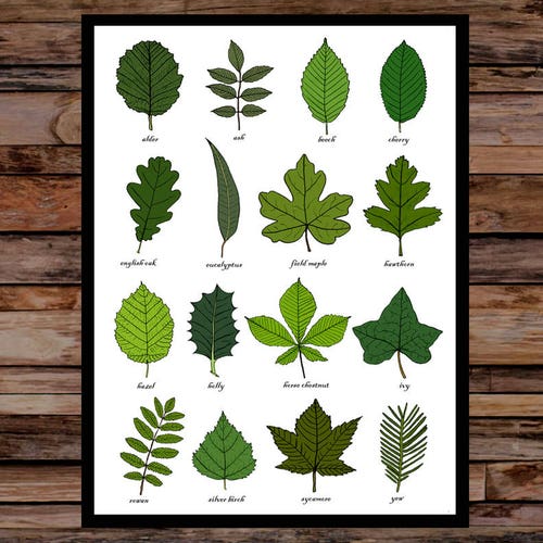 Leaves Identification Print Wall Art Chart Botanical Leaf - Etsy