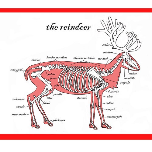 The Reindeer Skeleton Greetings Card Alternative Unique - Etsy