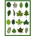 Leaves Greetings Card - Leaf Identification Chart - Plant Morphology ...