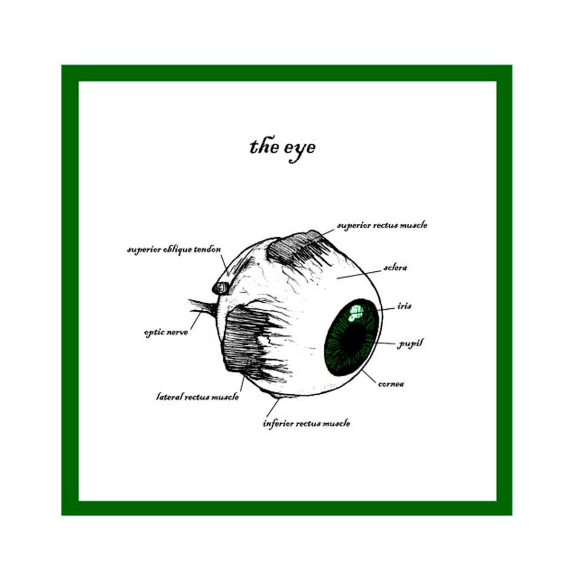 The Eye Greetings Card - Etsy