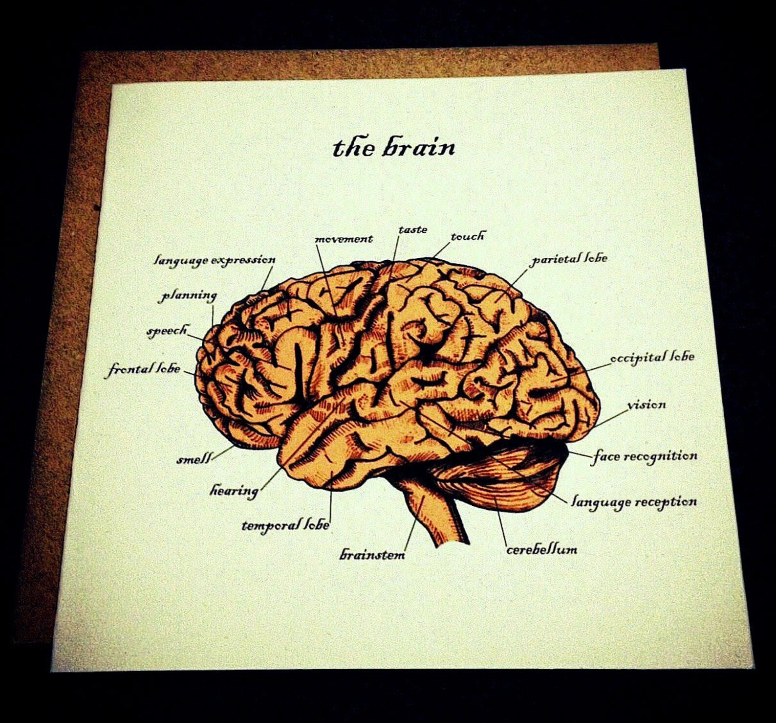 The Brain Greetings Card / Education / Graduation / Neurology Art Card ...