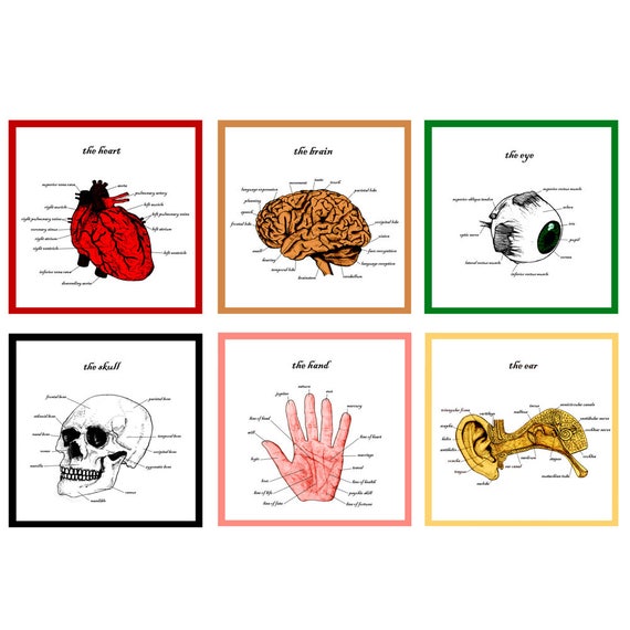 Set of 6 Anatomy Greeting Cards - Etsy
