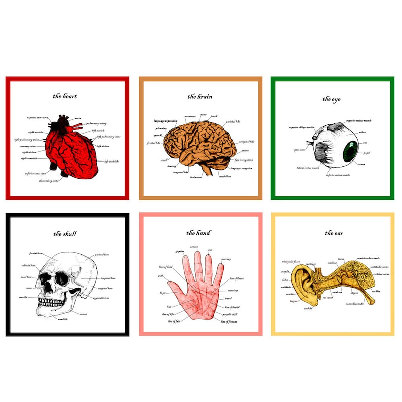 Set of 6 Anatomy Greeting Cards - Etsy