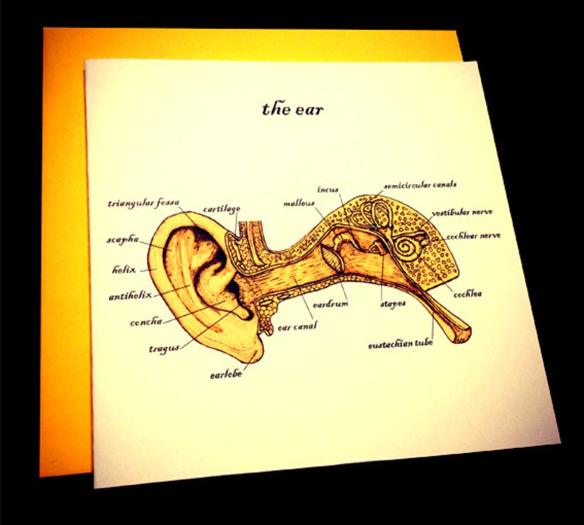 The Ear Greetings Card - Etsy