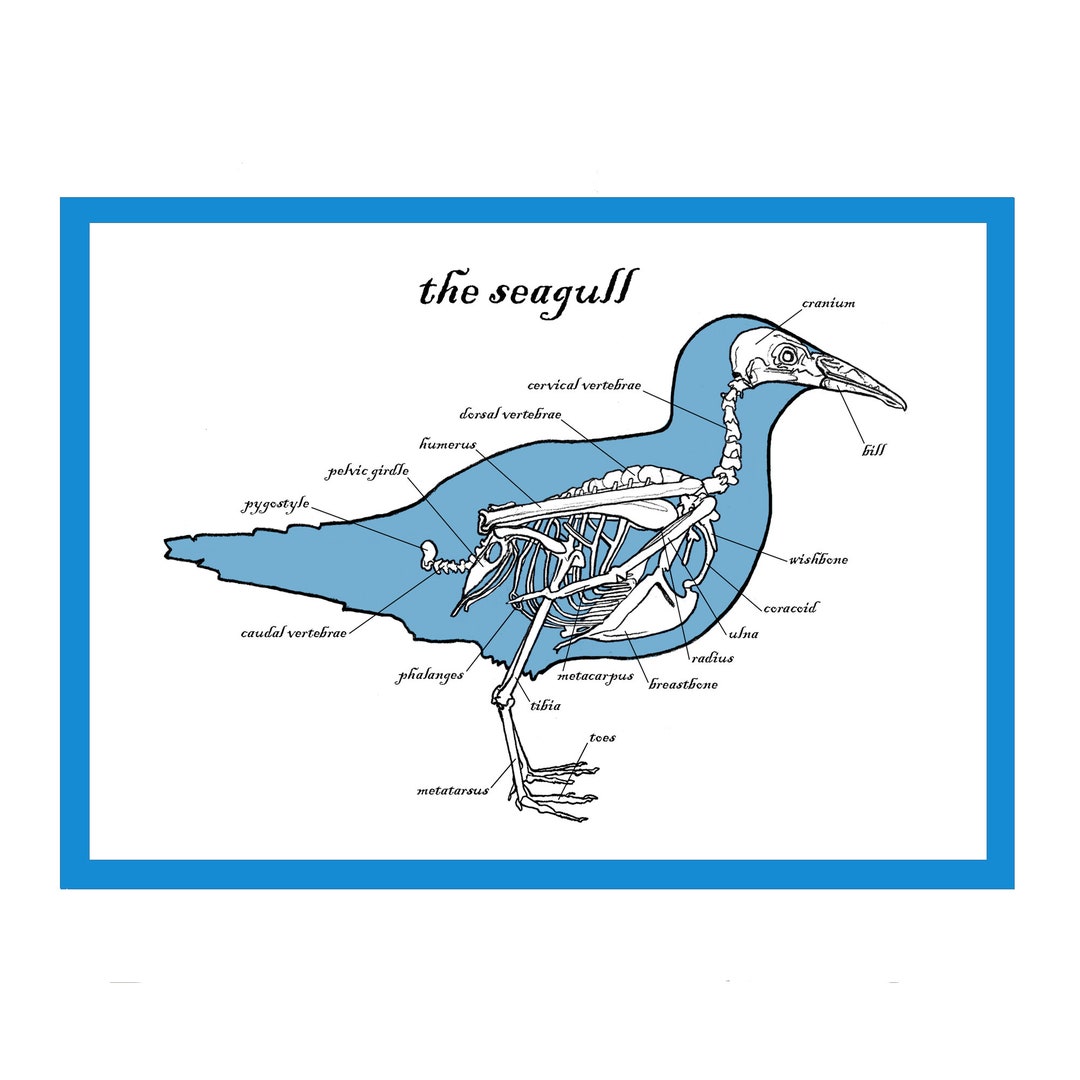 The Seagull Greetings Card - Skeleton Art - Bird Anatomy Print - Etsy