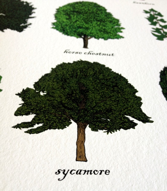 Boombladeren Identificatie