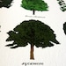 Trees Identification Print - Wall Art Chart - Dendrology Tree Art Print ...