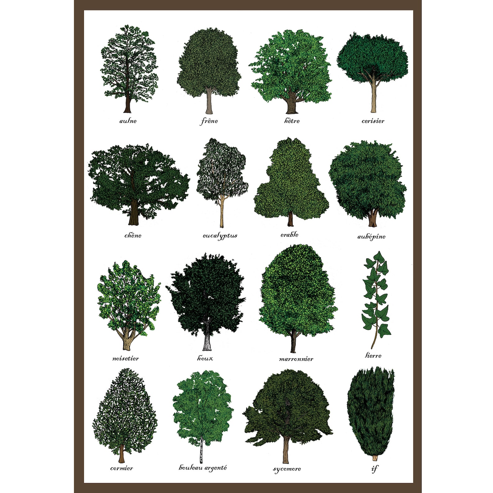 Trees Greetings Card - Tree Identification Chart - Dendrology - Study ...