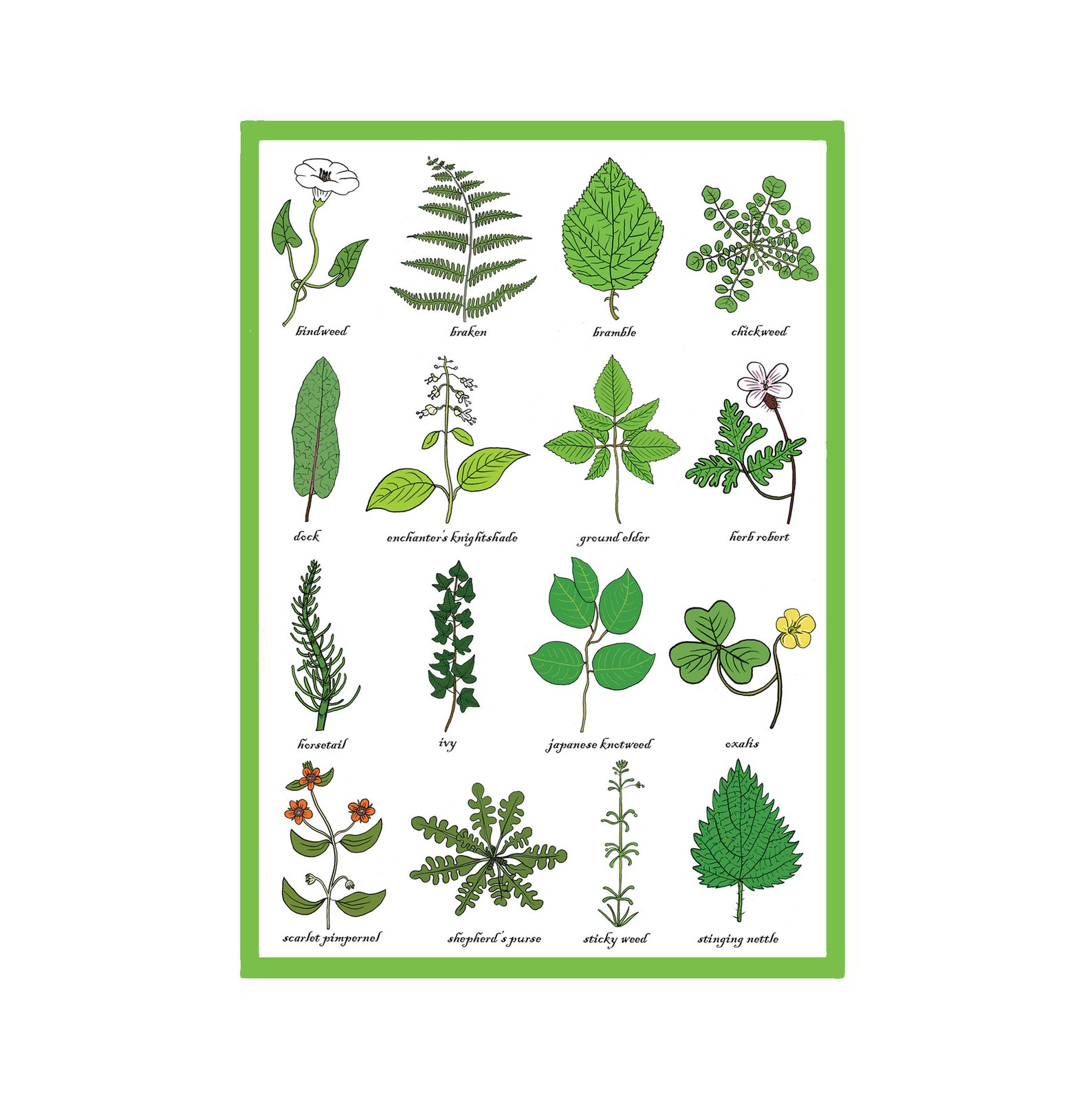 Weeds Greetings Card - Weed Identification Chart - Horticulture - Study ...