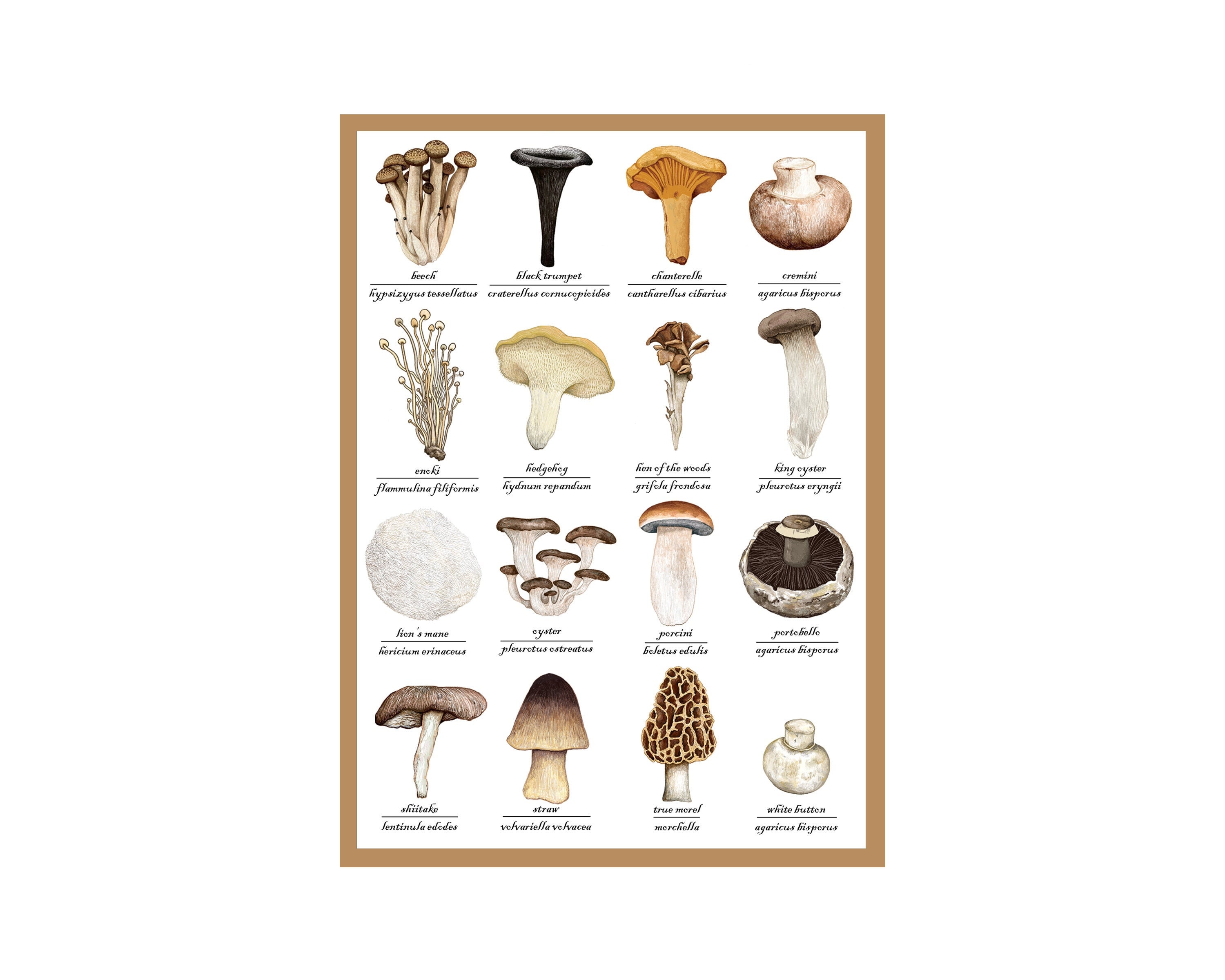 Edible Mushrooms Greetings Card - Mushroom Identification Chart - Food ...