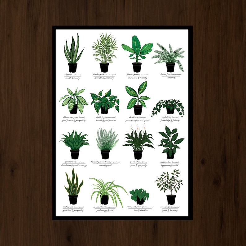Houseplant Identification Chart Giclée Print – Science & Nature Art - Etsy