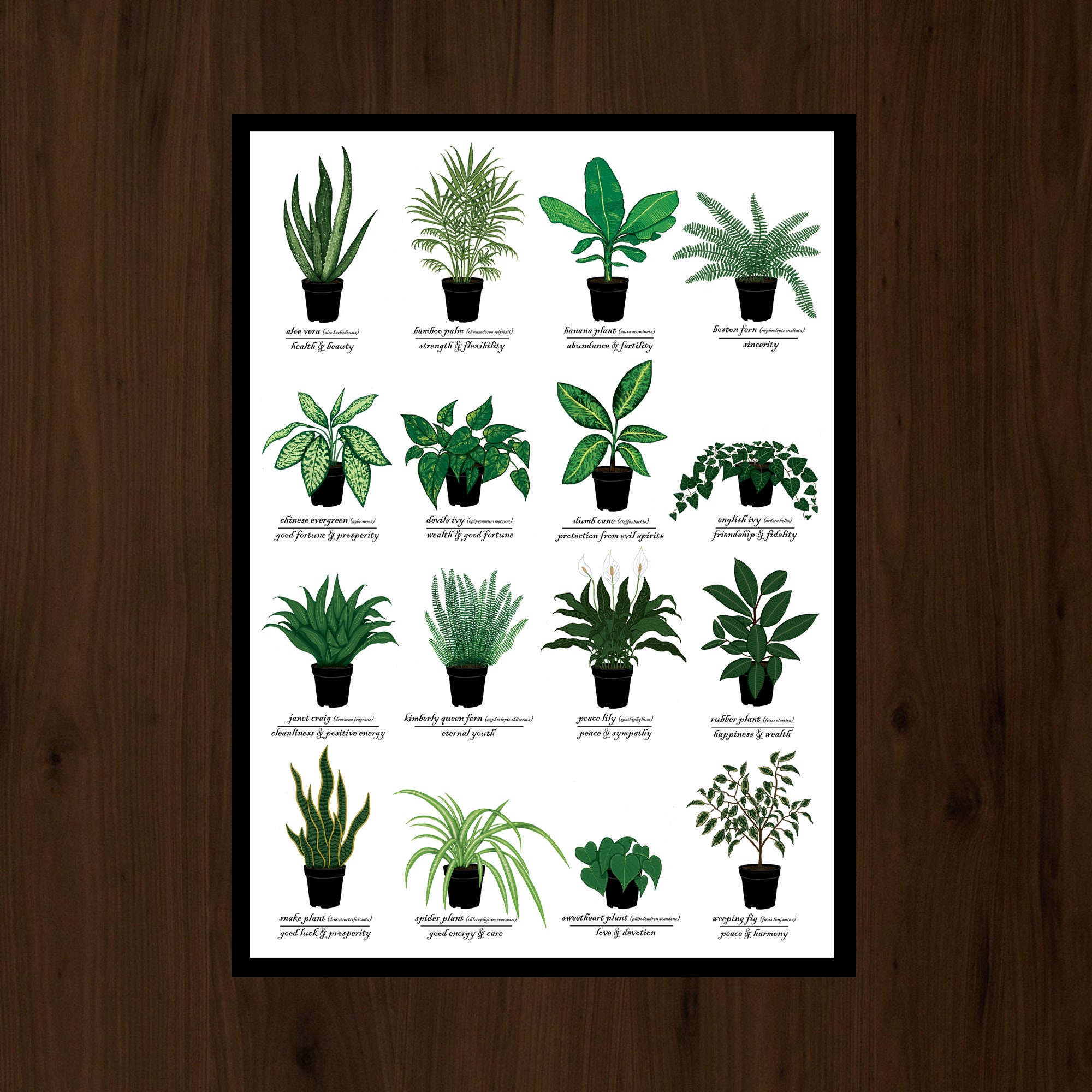 Houseplants Print - Plant Identification Chart W/ Common & Scientific ...