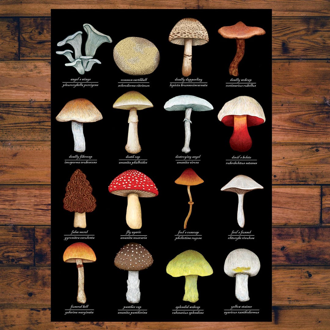 Poisonous Mushrooms Giclée Print Identification Chart Nature Art Size ...