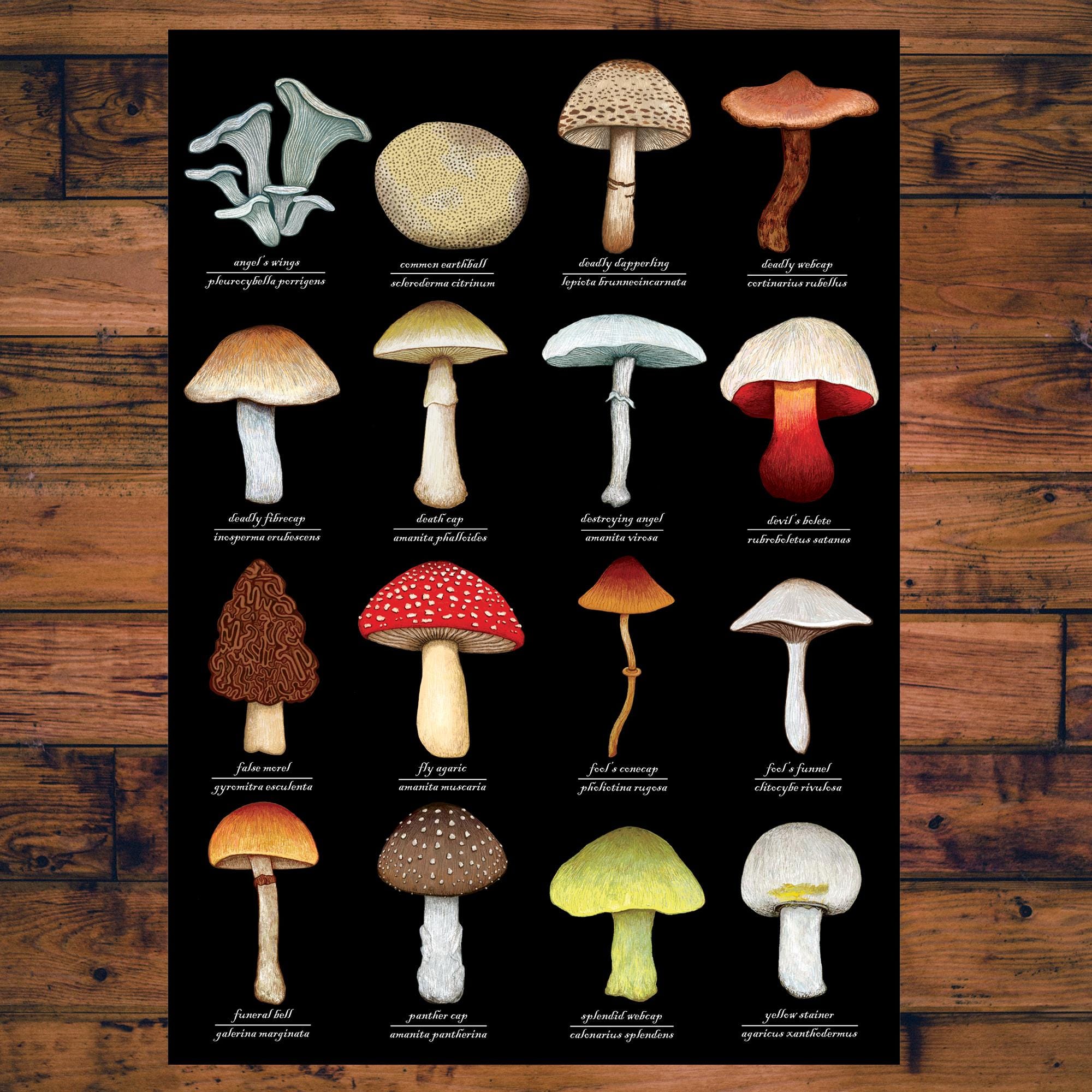 Black Poisonous Mushroom Identification