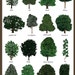 Trees Greetings Card - Tree Identification Chart - Dendrology - Study ...
