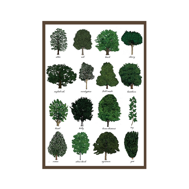 Trees Greetings Card Tree Identification Chart Dendrology - Etsy