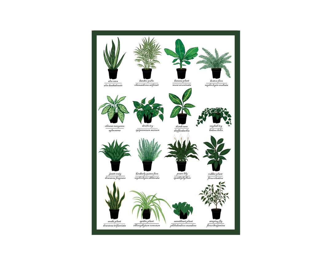 Houseplants Greetings Card - Plant Identification Chart W/ Common ...
