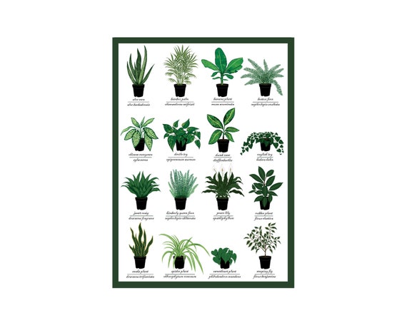 Identifying house plants store